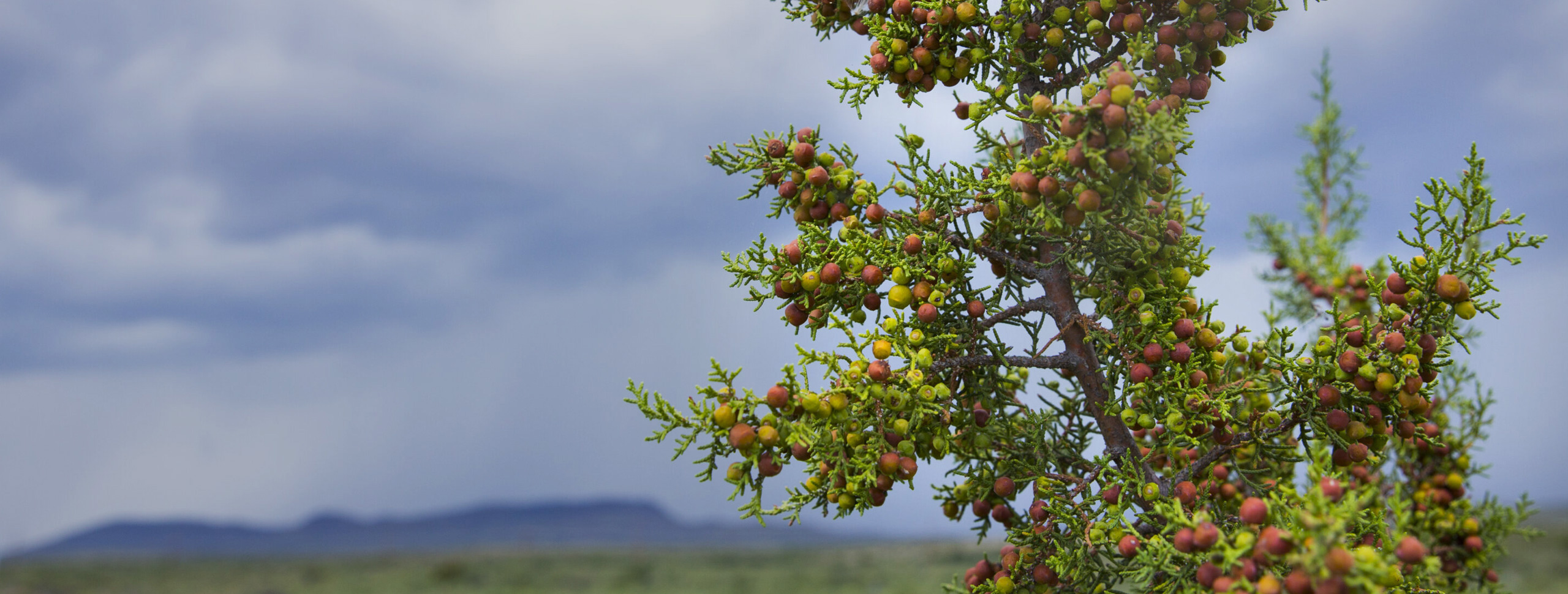 Juniper Berry Trees | Single-Source Juniper Trees for WildGins
